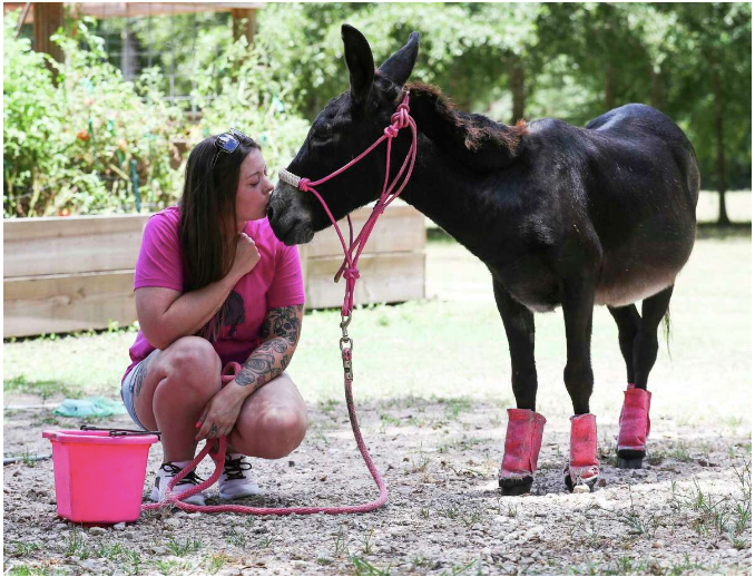 Monte The Singing Donkey - Media – montethesingingdonkey